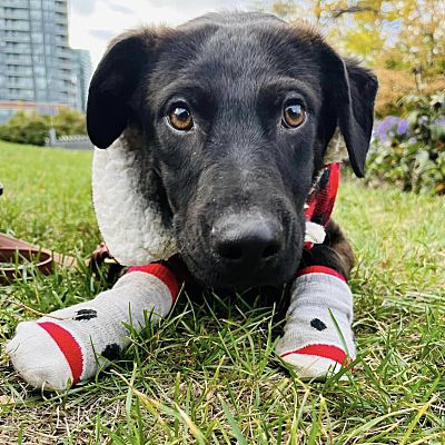 Toronto, ON - Labrador Retriever/Mixed Breed (Medium). Meet Dario a Pet ...