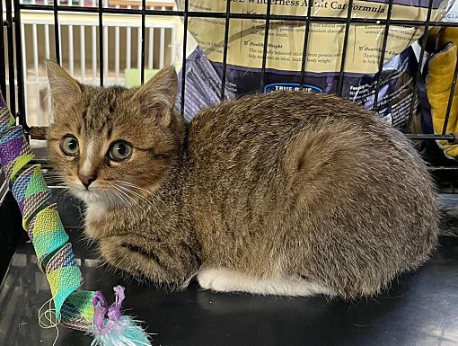 Byron Center, MI - Domestic Shorthair. Meet Pookie a Pet for Adoption ...