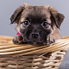 Papillon Puppies - Papillon Rescue and Adoption Near You
