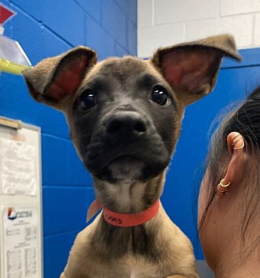 Golden, CO - Belgian Malinois/Rhodesian Ridgeback. Meet Lora a Pet for ...