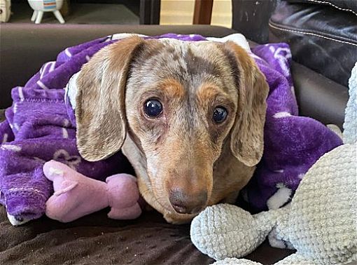 Brookfield, CT - Dachshund. Meet Penny6 a Pet for Adoption - AdoptaPet.com