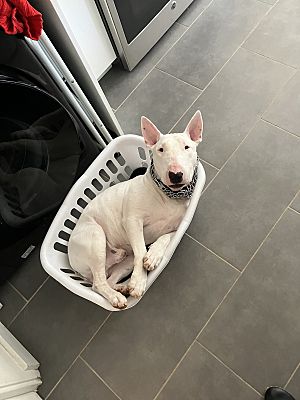 Los Angeles, CA - Bull Terrier. Meet Floyd a Pet for Adoption ...