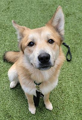 Silverdale, WA - Shepherd (Unknown Type). Meet Fox a Pet for Adoption ...