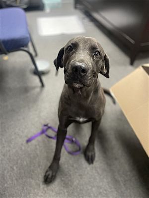 El Centro, CA - Rhodesian Ridgeback/Labrador Retriever. Meet Serena a ...