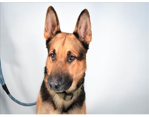 Loveland, CO - German Shepherd Dog. Meet SCRUMPY a Pet for Adoption ...