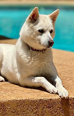 Atlanta, GA - Jindo/Spitz (Unknown Type, Medium). Meet Keke a Pet for ...