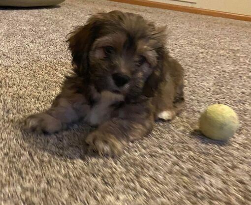 DeSoto, IA - Cocker Spaniel/Lhasa Apso. Meet Chip a Pet for Adoption ...