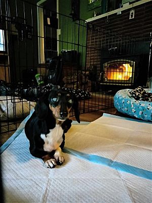 Chico, CA - Dachshund. Meet AGNUS a Pet for Adoption - AdoptaPet.com