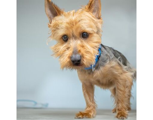 Maryland Heights, MO - Yorkie, Yorkshire Terrier. Meet SAILOR a Pet for ...