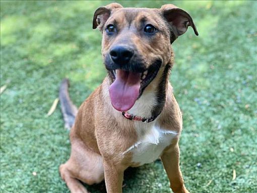 San Marcos, CA - Shepherd (Unknown Type)/Labrador Retriever. Meet ...