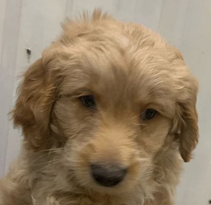 Hainesville, IL - Goldendoodle/Miniature Poodle. Meet Patriots a Pet ...