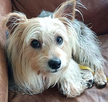 Dallas, TX - Yorkie, Yorkshire Terrier. Meet Scooter a Pet for Adoption ...