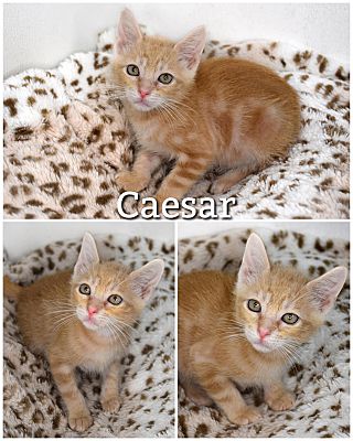 Saint James, MO - Domestic Shorthair. Meet Caesar a Pet for Adoption - AdoptaPet.com