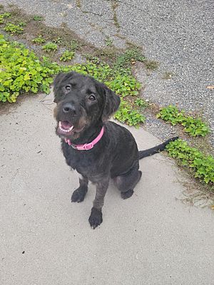 Cadillac, MI - Labradoodle/American Pit Bull Terrier. Meet Maggie Jean ...