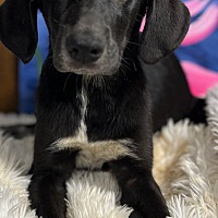 Adopt - Companion Pet Rescue