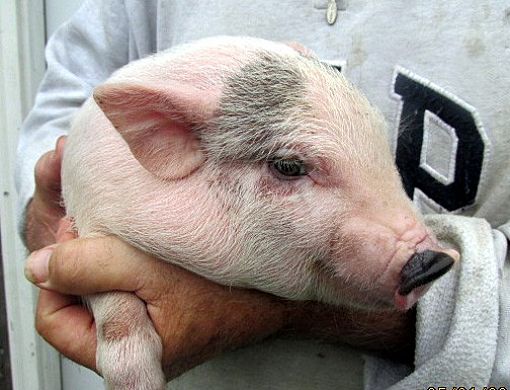 Frederick, MD - Pig (Potbellied). Meet Scorpio a Pet for Adoption ...