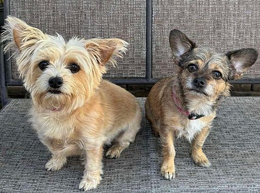 Sandston, VA - Yorkie, Yorkshire Terrier. Meet Bonded Pair - Annie ...