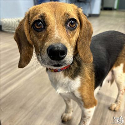 Washington, DC - Beagle. Meet Belle a Pet for Adoption - AdoptaPet.com