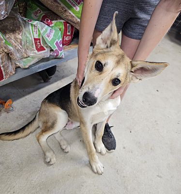Mcminnville, TN - German Shepherd Dog. Meet Balto a Pet for Adoption ...