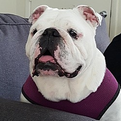 Columbus, OH - English Bulldog. Meet Phoebe a Pet for Adoption ...