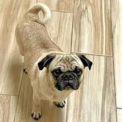 Grapevine, TX - Pug. Meet Lt Dan a Pet for Adoption - AdoptaPet.com