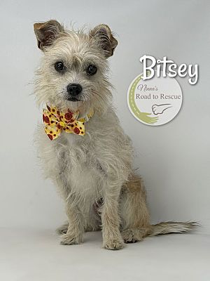Benton, LA - Yorkie, Yorkshire Terrier/Chihuahua. Meet Bitsey a Pet for ...