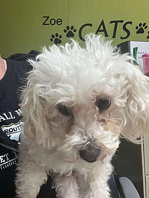 Joplin, MO - Toy Poodle. Meet Zoe a Pet for Adoption - AdoptaPet.com