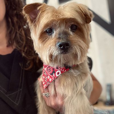 Minneapolis, MN - Yorkie, Yorkshire Terrier. Meet Rupert a Pet for ...