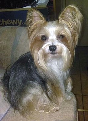Saint Mary's, GA - Yorkie, Yorkshire Terrier. Meet Shekinah a Pet for ...