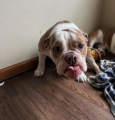 Twin Lakes, WI - English Bulldog. Meet Waffles a Pet for Adoption ...