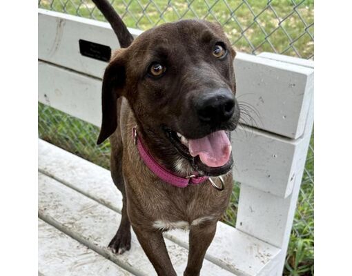 Kyle, TX - Chesapeake Bay Retriever/Mixed Breed (Medium). Meet DIVA a ...