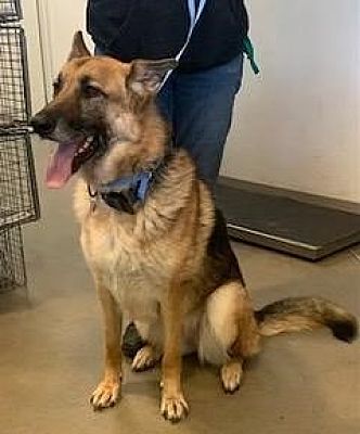 Denver, CO - German Shepherd Dog. Meet Bonnie a Pet for Adoption ...