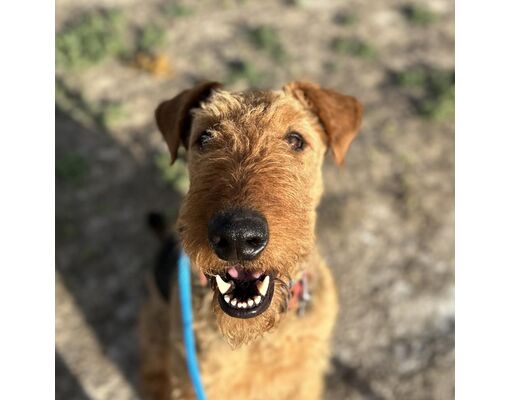 Spanish Fork, UT - Airedale Terrier. Meet Fergus a Pet for Adoption ...