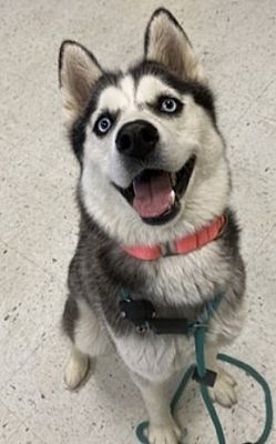 Salt Lake City, UT - Siberian Husky. Meet Nev a Pet for Adoption ...