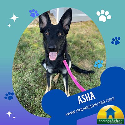 Southeastern, PA - German Shepherd Dog. Meet Asha a Pet for Adoption ...