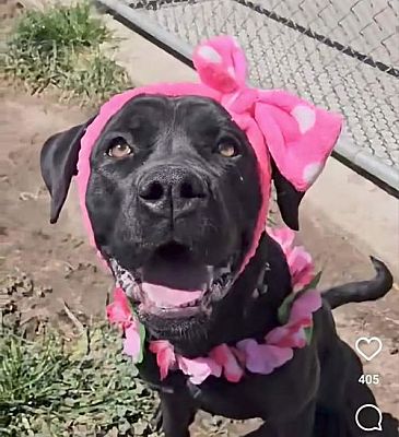 Boulder, CO - Cane Corso/Labrador Retriever. Meet Velvet a Pet for ...
