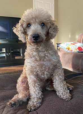 Southlake, TX - Poodle (Miniature). Meet Bucky a Pet for Adoption ...