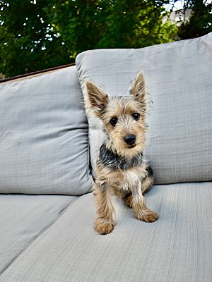 Windsor, CO - Yorkie, Yorkshire Terrier. Meet Copper a Pet for Adoption ...