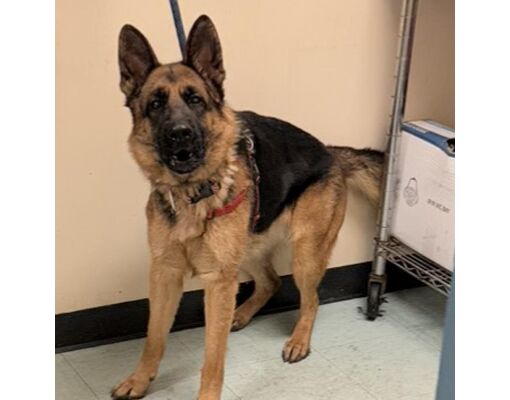 Philadelphia, PA - German Shepherd Dog. Meet Coco Melon a Pet for ...