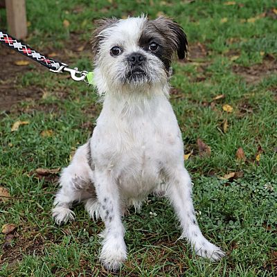 Whitehall, PA - Shih Tzu/Pug. Meet Panda a Pet for Adoption - AdoptaPet.com