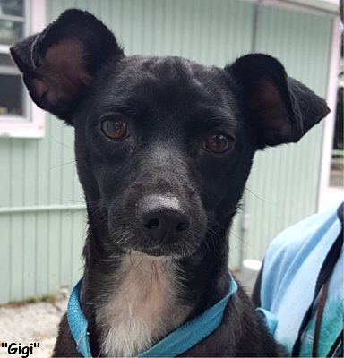 Key Largo, FL - Rat Terrier. Meet GiGi a Pet for Adoption - AdoptaPet.com