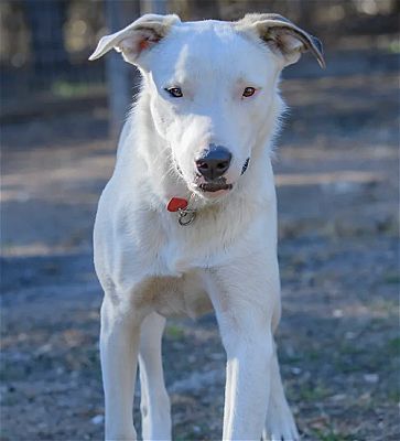 Hartford, CT - Great Pyrenees/Australian Cattle Dog. Meet Emmy a Pet ...