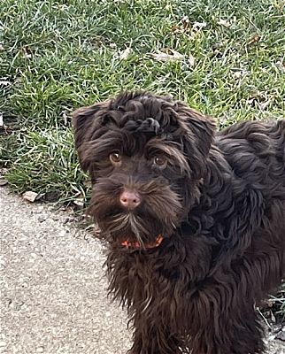 Wheaton, IL - Standard Schnauzer. Meet Miles a Pet for Adoption ...