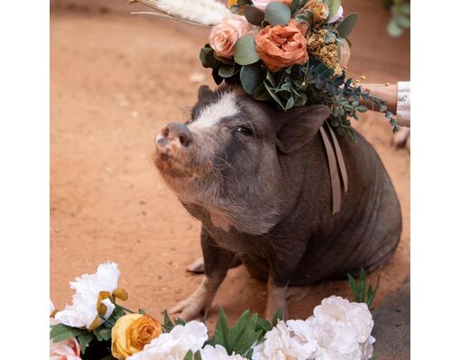 Kanab, UT - Pig (Potbellied). Meet Cornelia a Pet for Adoption ...