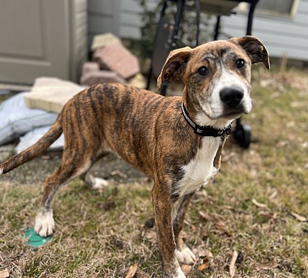 Navarre, FL - Catahoula Leopard Dog/Whippet. Meet Bella (Urgent) a Pet ...