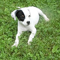 Adopt - Companion Pet Rescue