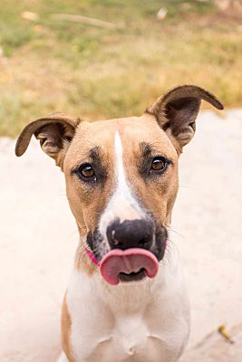Ridgecrest, CA - Black Mouth Cur/Great Dane. Meet Piper a Pet for ...