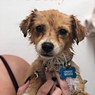 Papillon Puppies - Papillon Rescue and Adoption Near You