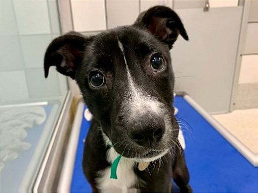 Denver, CO - Pit Bull Terrier. Meet LUNA a Pet for Adoption - AdoptaPet.com