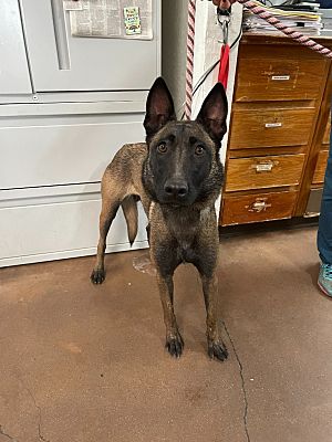 Chico, CA - Belgian Malinois. Meet Nala a Pet for Adoption - AdoptaPet.com